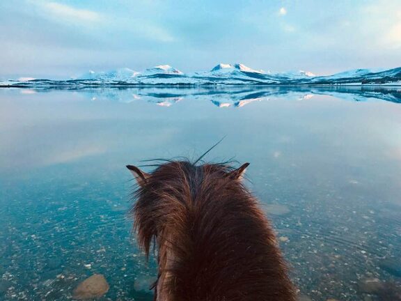 Science for Horse Lovers - Frauke Musial