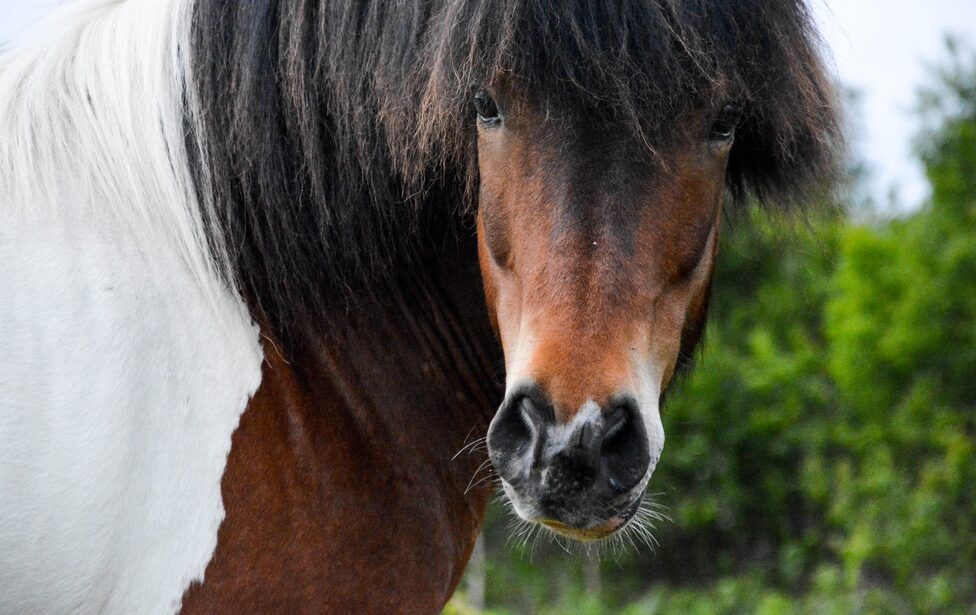 Of horses and Humans and how it all began - The Neolithic Botai Culture ...